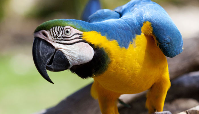 5 dead amid 'parrot fever' outbreak in Europe