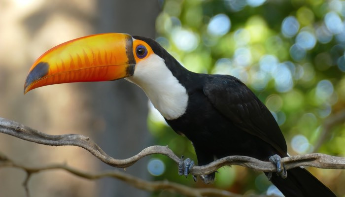 Surrey's toco toucan stars in 'Sea of Thieves' with unique vocal effects