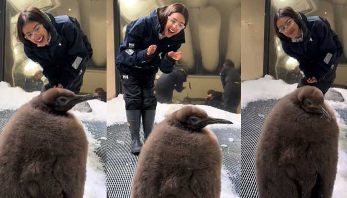 Olivia Rodrigo enjoys cute encounter with viral baby penguin Pesto: Watch