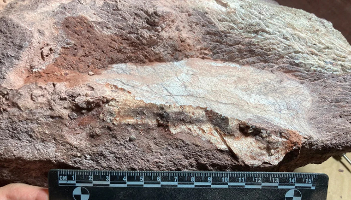 Hong Kong finds its historic first-ever dinosaur fossils