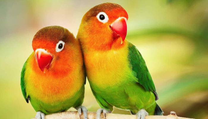 Scientists finally unveil secret behind parrots' vibrant colors