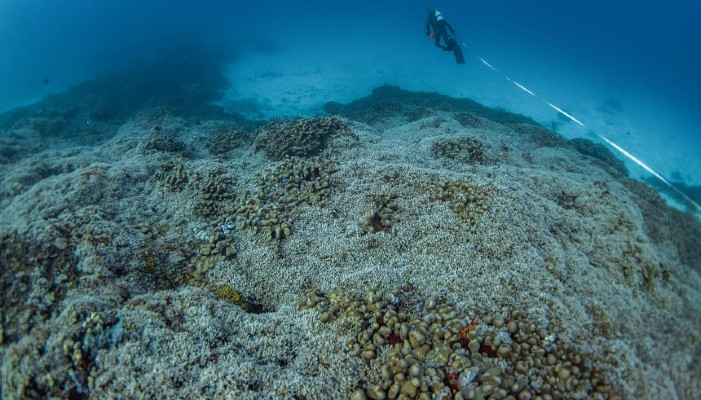 World's largest coral discovered in Pacific Ocean: ‘Visible from space’