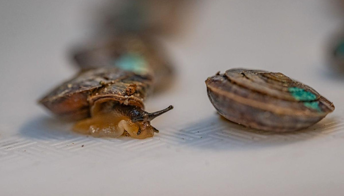1,329 tiny snails released on Atlantic Island to prevent extinction