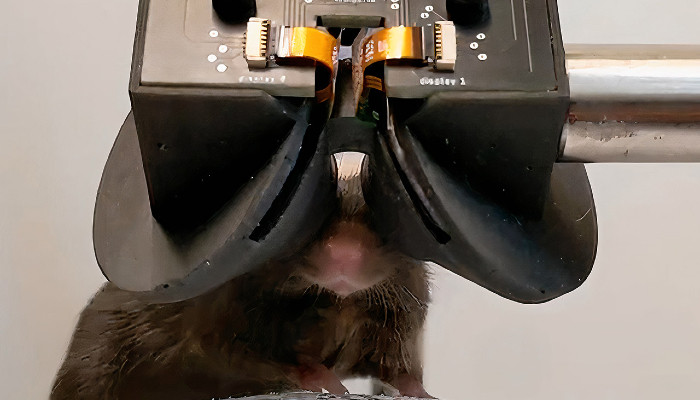 Mice get VR goggles: Scientists develop tiny headsets for better research