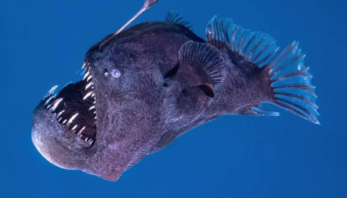 World's rarest fish spotted near Canary Islands goes viral: Watch