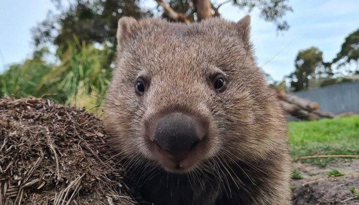 US tourist faces visa cancellation over baby wombat theft