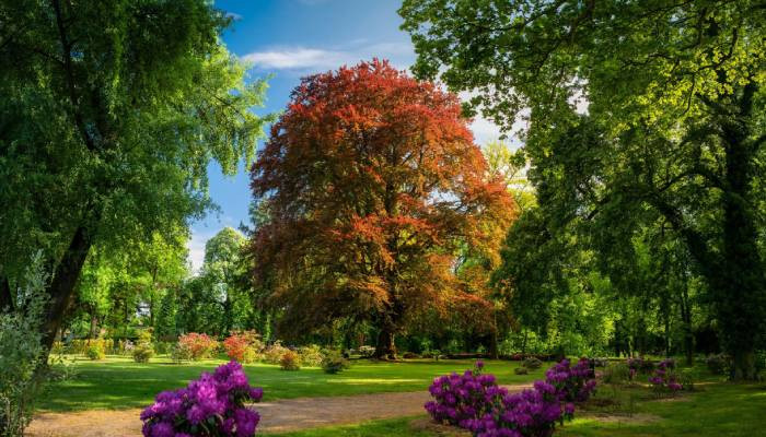 Poland’s beech claims fourth straight European Tree of the Year title