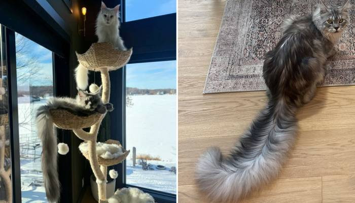 World’s longest-tailed cat: Meet new Guinness record holder