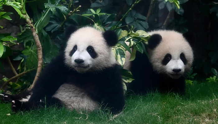 Hong Kong unveils names of first locally born giant pandas