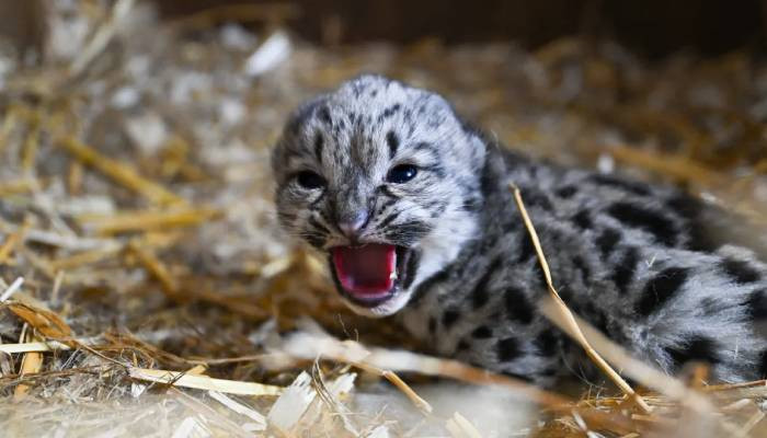 UK sanctuary celebrates snow leopard birth amid alarming extinction threat