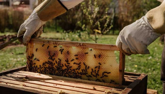 Beekeepers rush to rescue after hives spill after crash in Washington