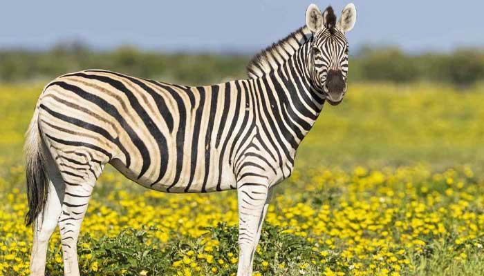 Runaway zebra in Tennessee receives dramatic helicopter rescue: Watch