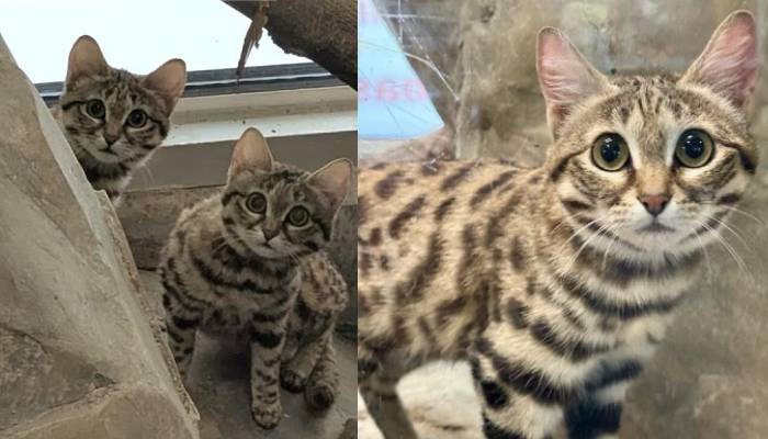 World’s smallest yet deadliest wild cats arrive at Utah Zoo to help ...