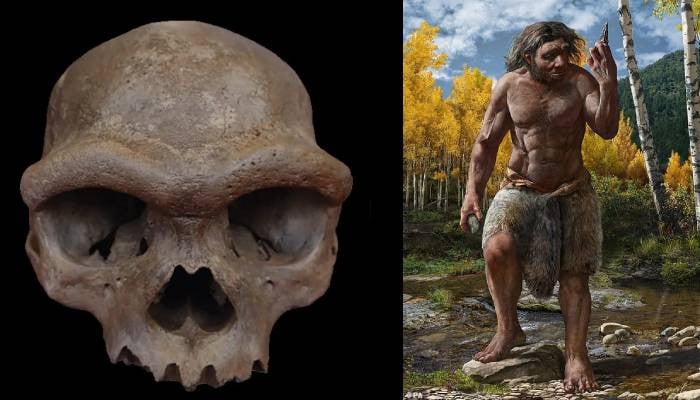 Dragon man’s skull mystery finally solved after 146,000 years