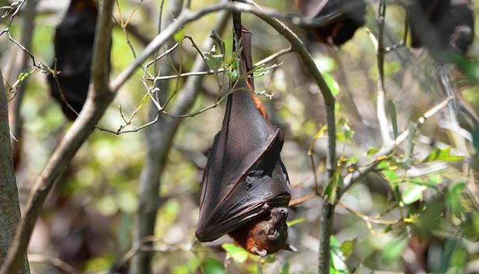 Australia reports first confirmed case of Australian bat lyssavirus