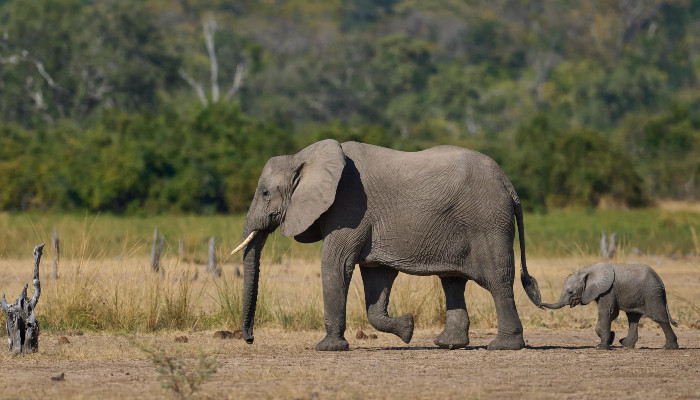 Walking safari turns deadly: Elephant kills two tourists in Zambia