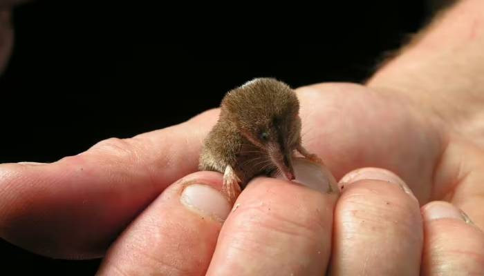 UK’s first pygmy shrew with unique markings spotted near St Austell