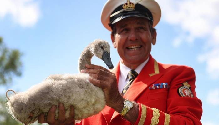 Young swan numbers rise on Thames after years of decline