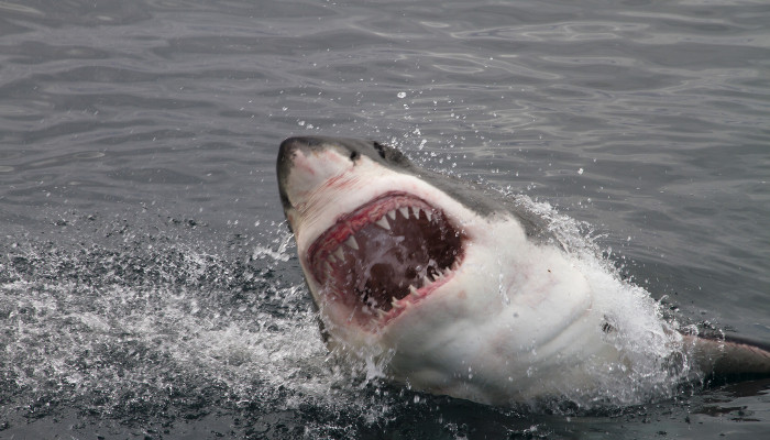 Shark attack leaves surfer with deep wounds off Canary Islands