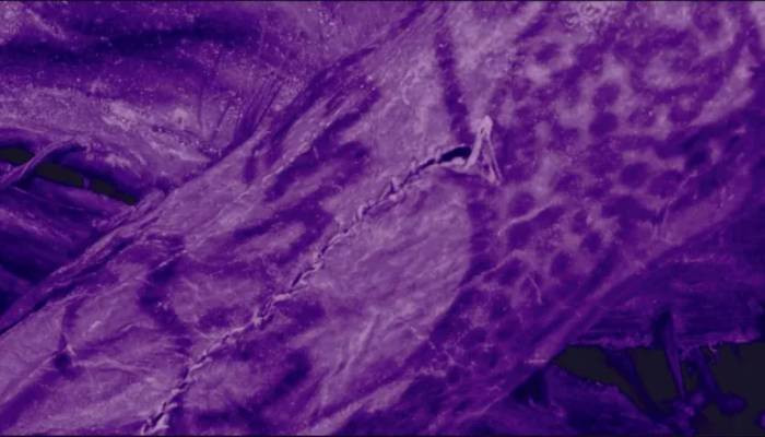 Ancient tattoos on 2,500-year-old frozen mummy revealed in stunning details