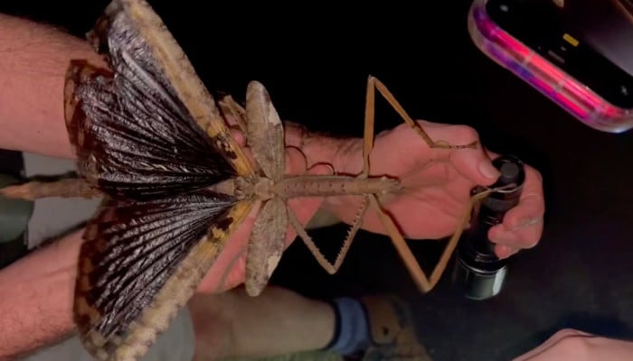 Giant 40cm stick insect discovered in hidden high-altitude Australian trees