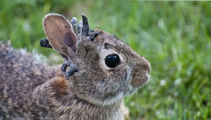Wild rabbits spotted with tentacles-like growths on their heads in Colorado
