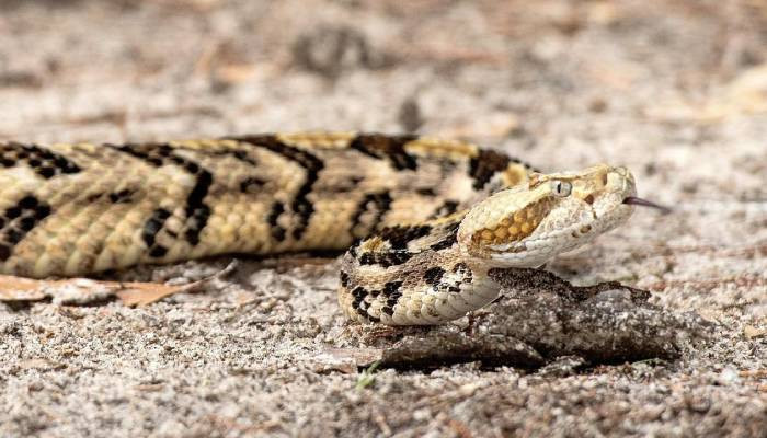 Snake bite kills hiker in Tennessee’s Savage Gulf Park