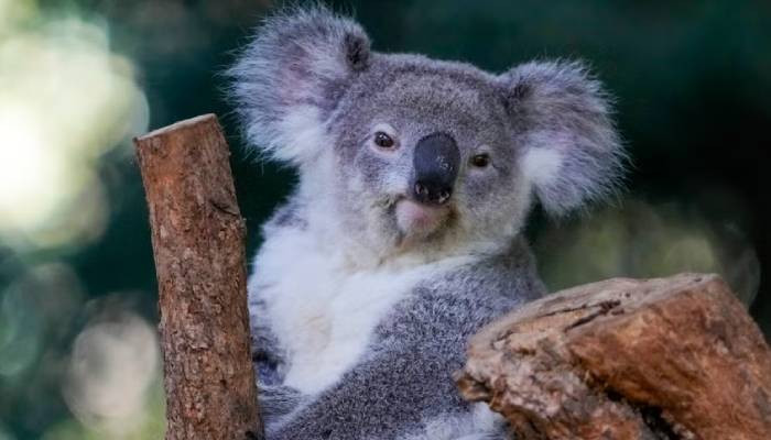 World-first vaccine approved to save koalas from deadly chlamydia