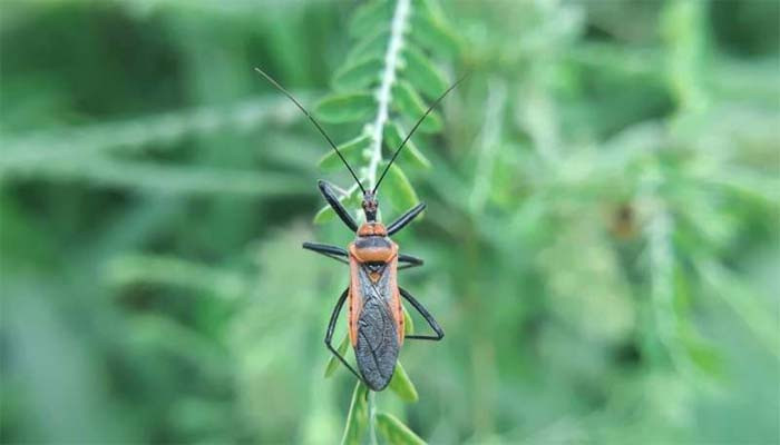 Kissing bug disease rapidly spreads across US, CDC states