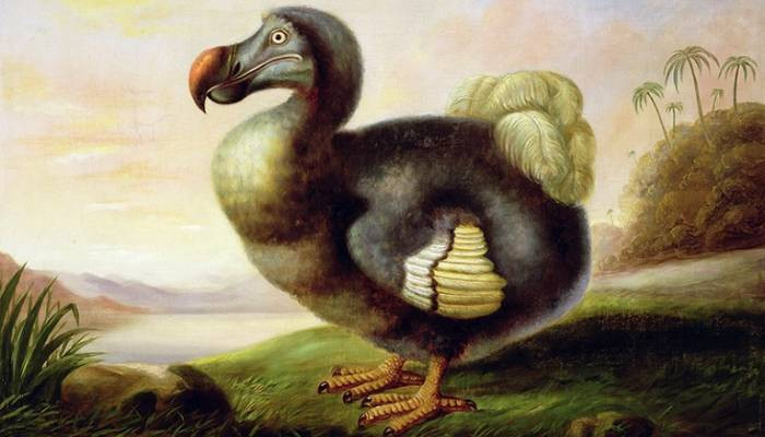 Dodo bird could return from extinction as scientists grow crucial germ ...