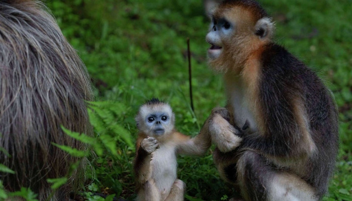 China lends rare golden monkeys to European zoos in diplomatic move