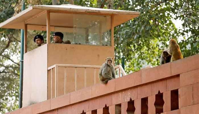 بھارت کی سرکاری عمارتوں پر بندروں کا راج