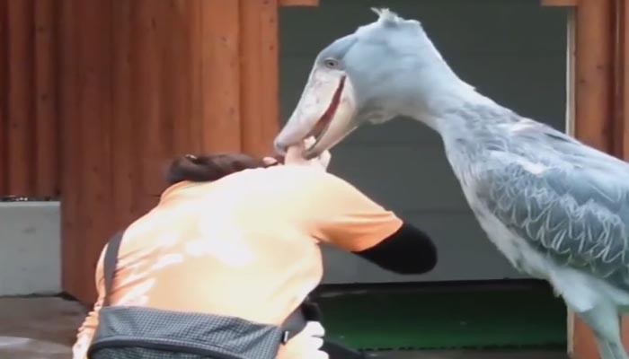 غُصیلے سارس کا زُو کیپر پر حملہ