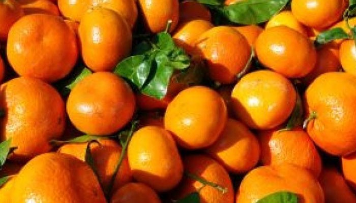 شارجہ میں پاکستانی کینو فیسٹول کا انعقاد