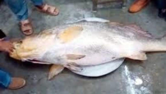 خوش قسمت ماہی گیر نے 80 لاکھ روپے مالیت کی نایاب مچھلی پکڑلی