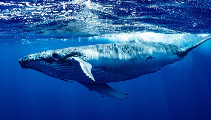 کیا ’بلیو وہیل‘ مچھلی کا دل آپ نے دیکھا ہے؟